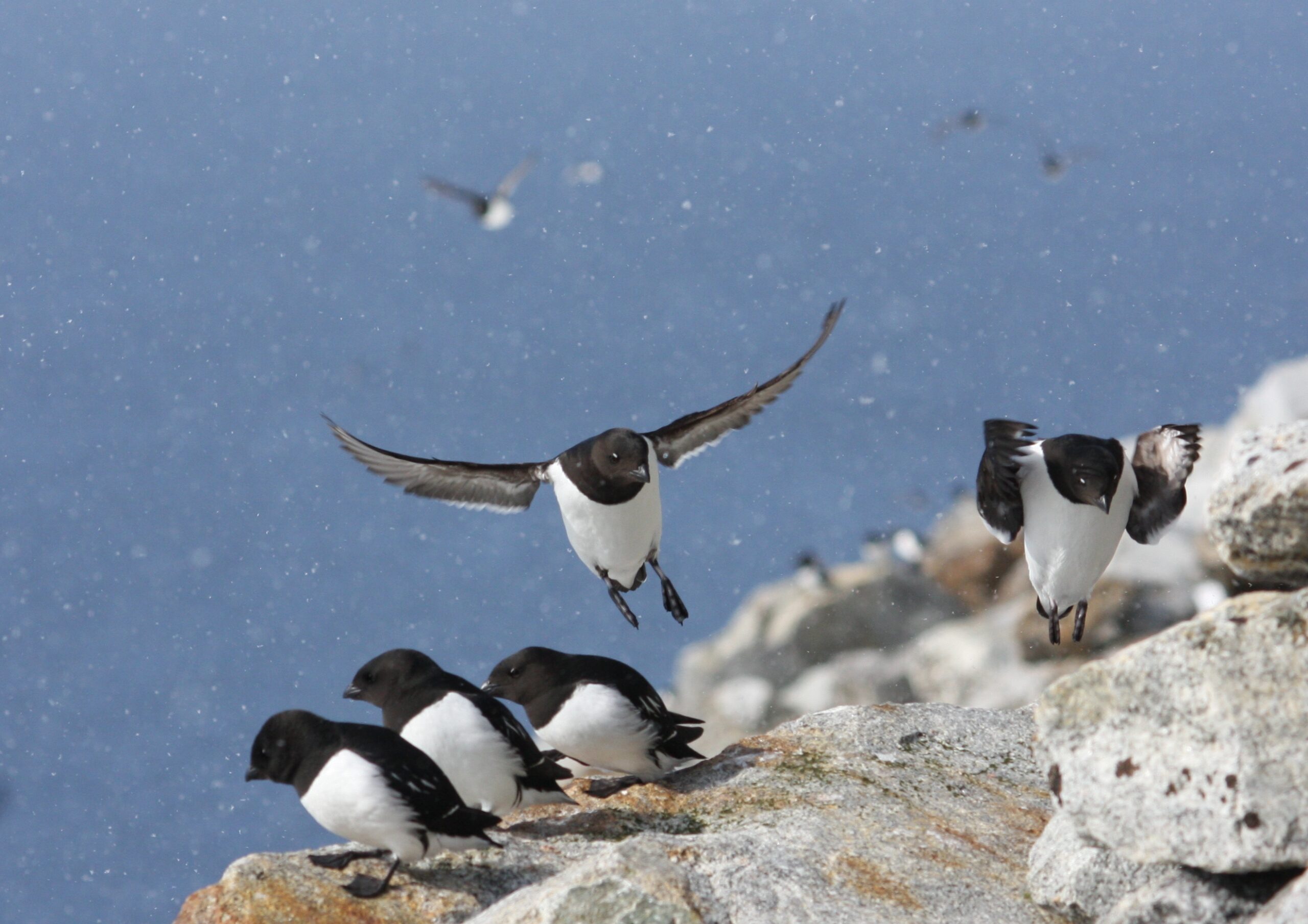 Birds in the Arctic | AECO