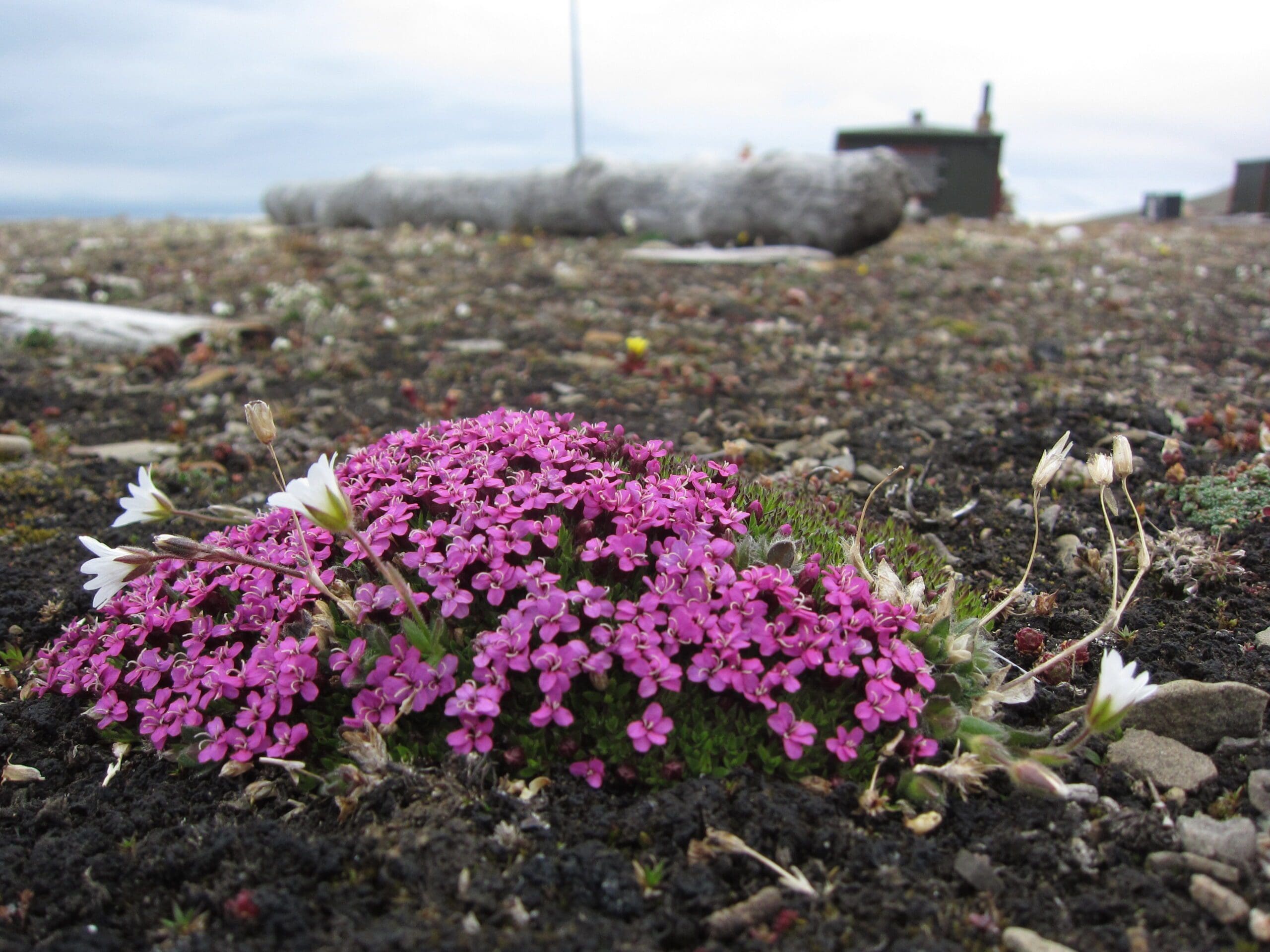 Vegetation Guidelines | AECO