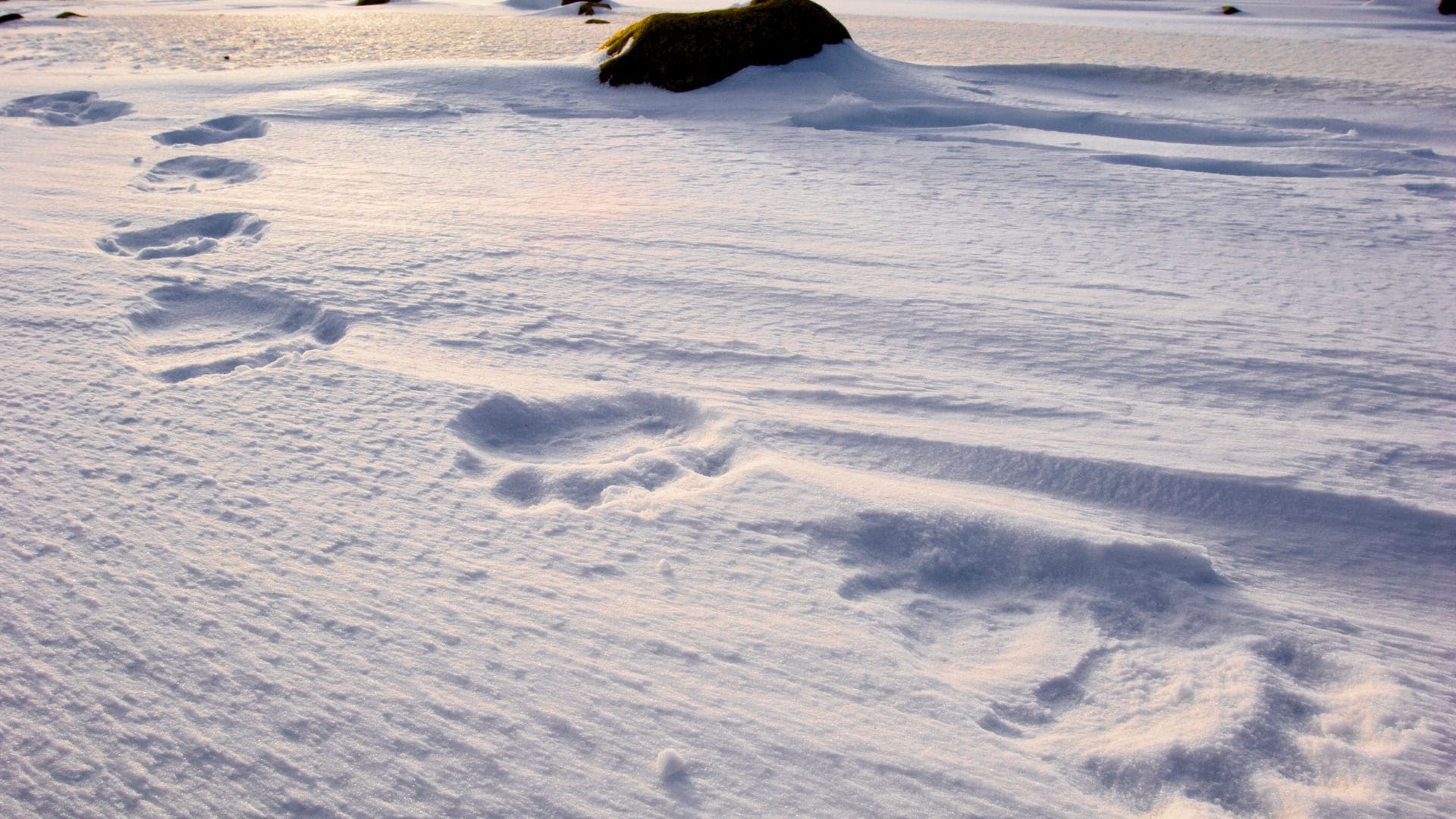 Polar Bear Webinar For Arctic Guides | AECO