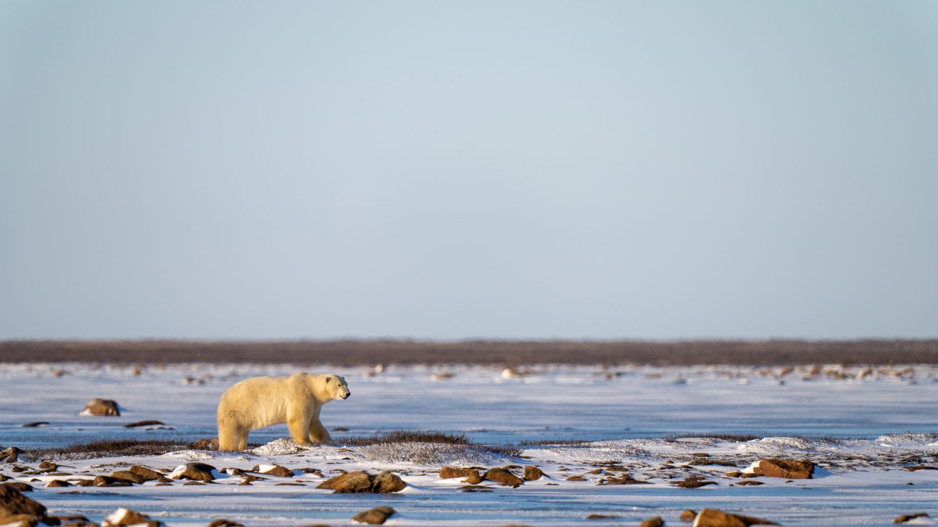 Safety and Compliance: Managing Emergency Polar Bear Encounters | AECO